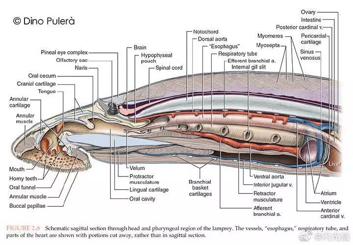 Hagfish Diagram