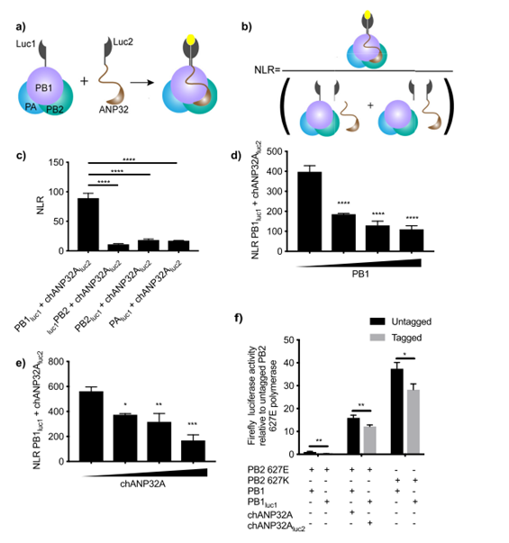 科学家们解析出流感病毒聚合酶与宿主因子ANP32A相互作用的重要机制_腾讯新闻