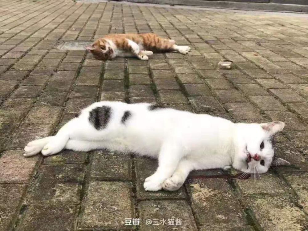 疫情期间杀猫摔狗的背后，无一不在反映人宠的信任危机！ 腾讯新闻