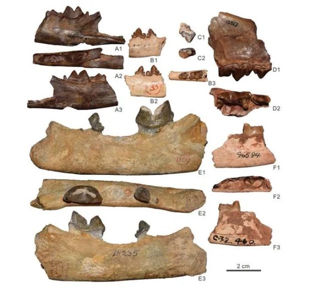 南亚猫科化石的新材料揭示中新世的生物区系格局_腾讯新闻
