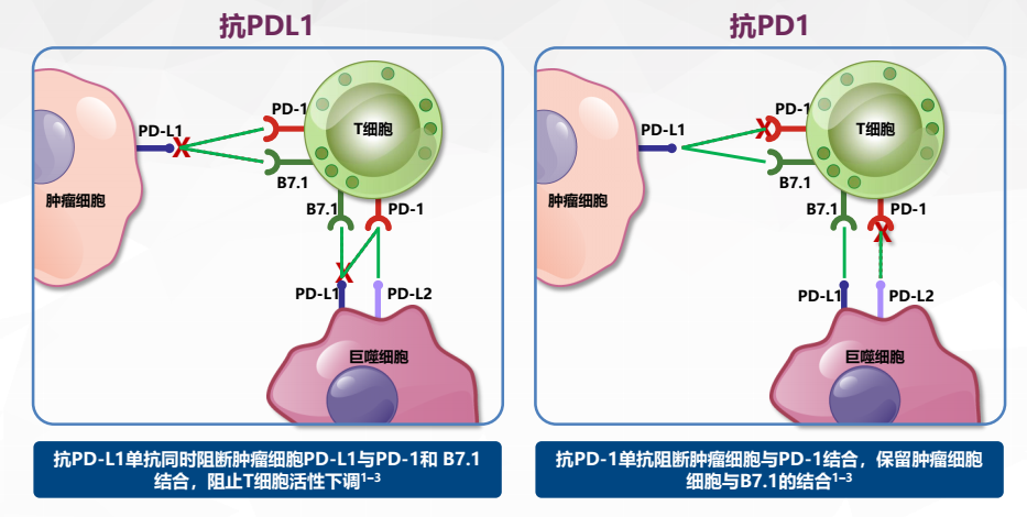 周承志：肿瘤免疫治疗须识别「免疫逃逸」……PD-L1单抗用于小细胞肺癌免疫治疗是近二三十年的一大突破｜小细胞肺癌学院（2）_腾讯新闻