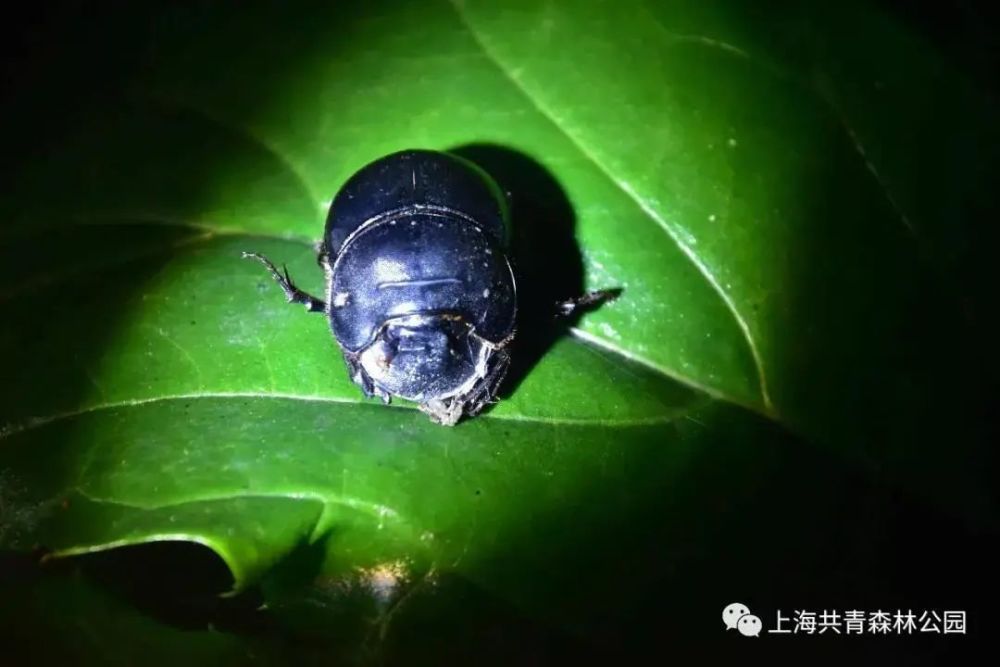 裸角天牛-千图网