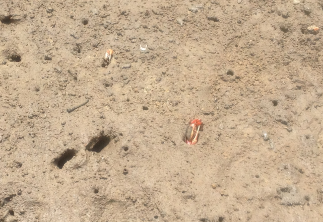 海滩上的小洞洞里，都藏着些什么？_腾讯新闻