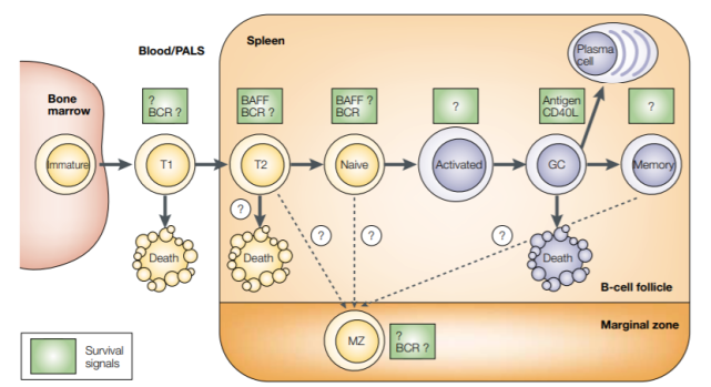 BCMA靶向疗法迎来新突破！全球研发管线已超60款，3款在中国纳入突破性治疗品种_腾讯新闻