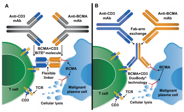 BCMA靶向疗法迎来新突破！全球研发管线已超60款，3款在中国纳入突破性治疗品种_腾讯新闻