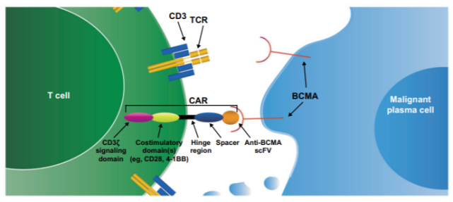 BCMA靶向疗法迎来新突破！全球研发管线已超60款，3款在中国纳入突破性治疗品种_腾讯新闻