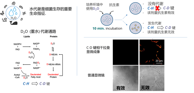 创新无标记成像平台，“Vibronix”如何布局快速药敏市场？_腾讯新闻