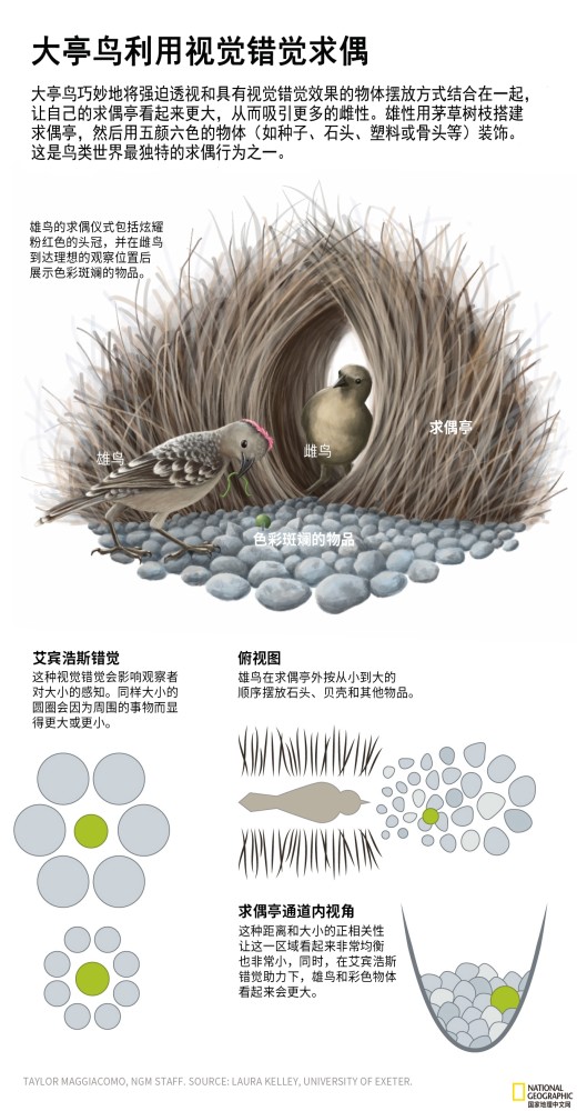 动物能产生哪些视觉错觉？_腾讯新闻