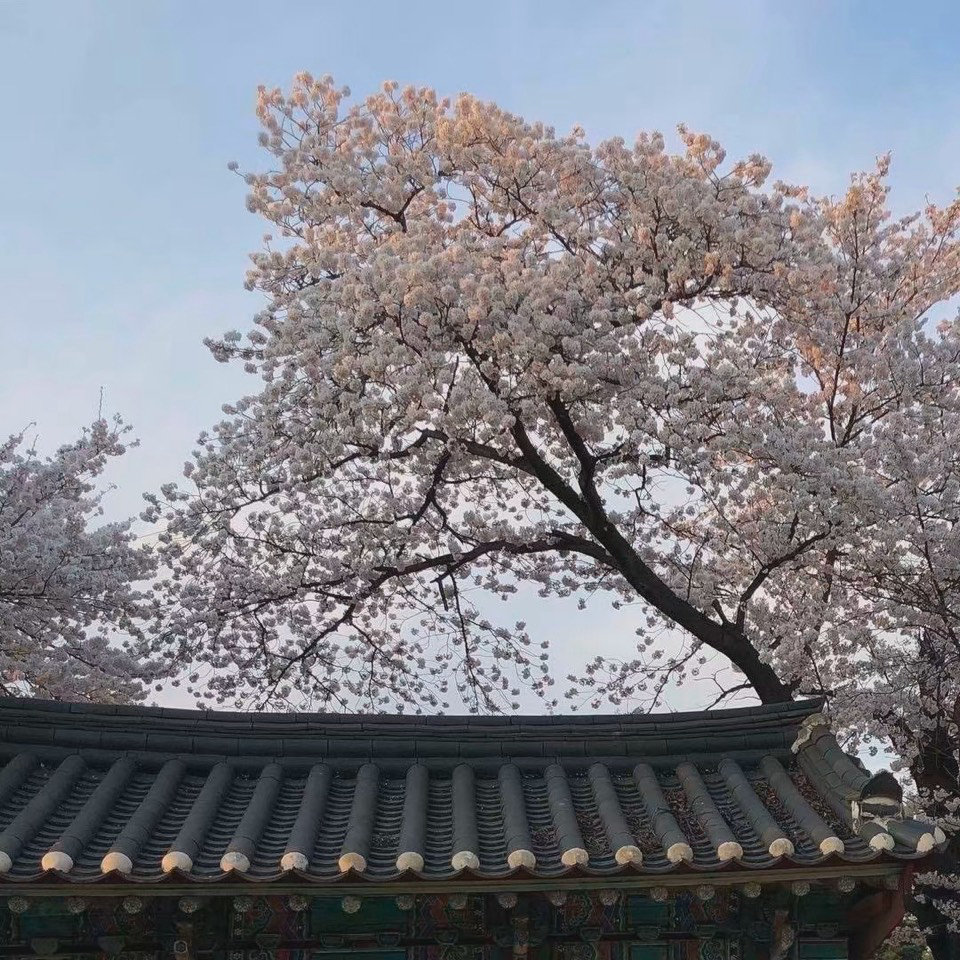 zkaaai壁纸-千图网