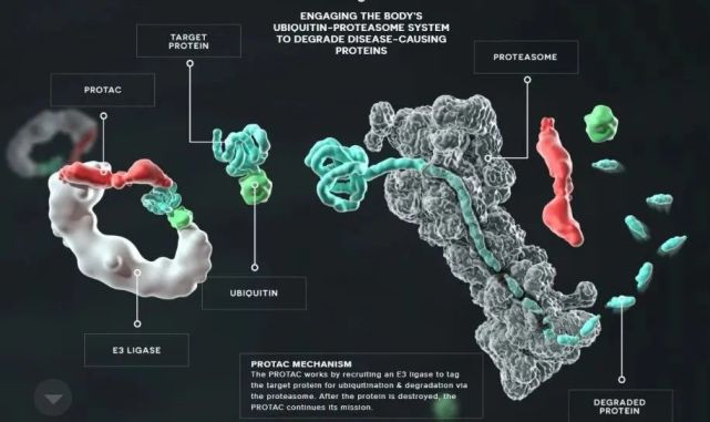 PROTAC技术详梳理-1-总结篇_腾讯新闻