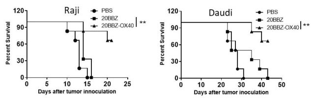 上海交大发现新型CAR-T疗法，有效率达100％，有望攻克实体瘤_腾讯新闻