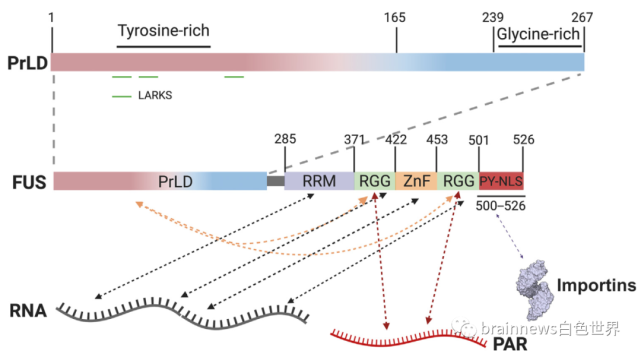 重磅综述：神经退行性疾病研究热点——FUS和TDP-43_腾讯新闻