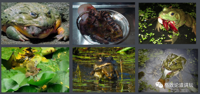 这些外来入侵物种，是第六次物种大灭绝的重要元凶_腾讯新闻