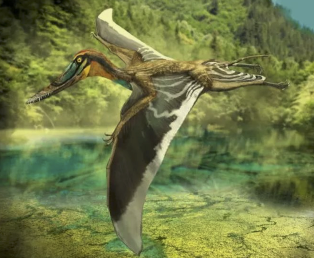 给新物种命名“派大星”，怎么就不严谨了？_腾讯新闻