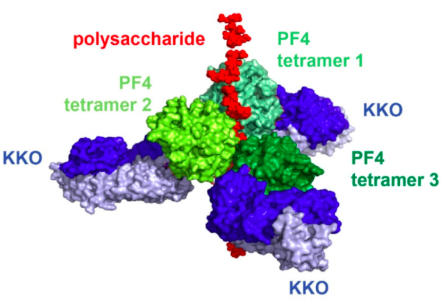 接种新冠疫苗后发生血栓，为什么 PF4 抗体是关键证据？_腾讯新闻