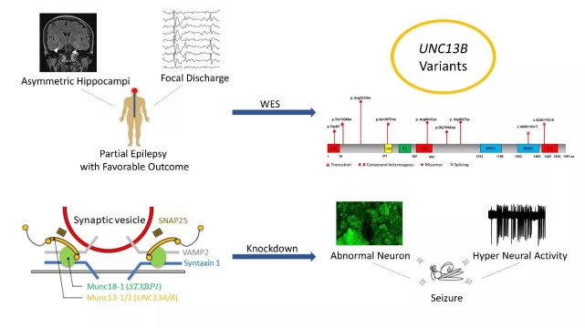广州医生发现人类新致病基因！癫痫精准治疗新突破_腾讯新闻