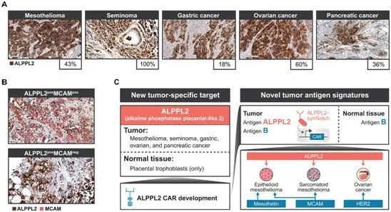 两篇Science子刊：治疗实体瘤的智能细胞疗法出炉_腾讯新闻