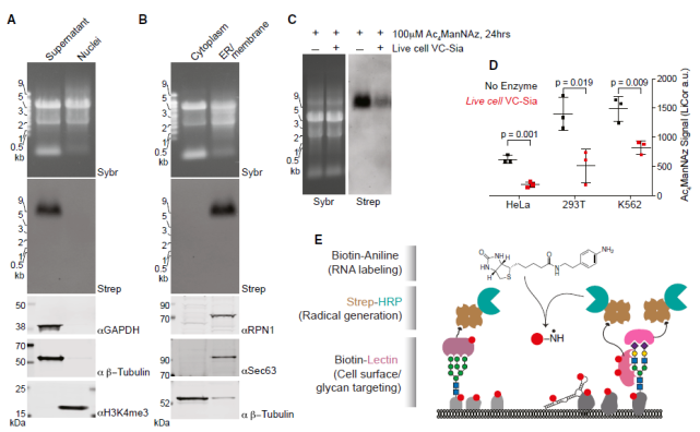 领域奠基之作：Cell 重磅报道可胞外展示的糖基化修饰 RNA——glycoRNA_腾讯新闻