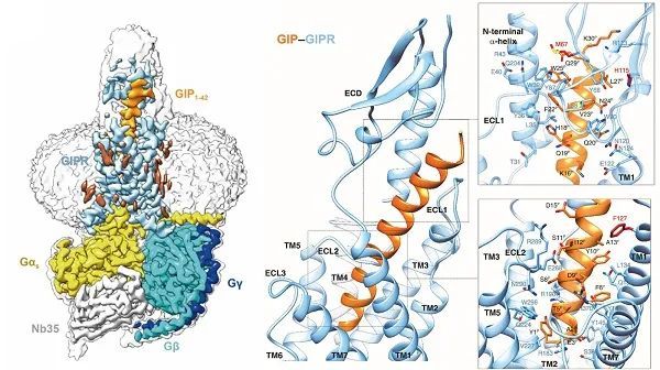 科研人员解析人源葡萄糖依赖性促胰岛素释放多肽受体三维结构_腾讯新闻