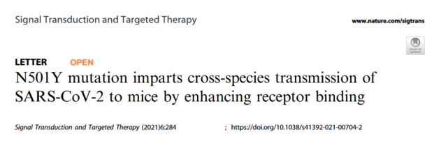 孙强/黄红艳团队合作揭示N501Y突变赋予新冠病毒感染小鼠能力_腾讯新闻