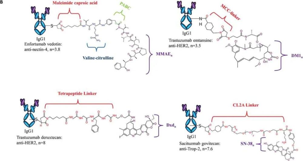 抗体-药物偶联物（ADC）靶向治疗癌症：前景和挑战_腾讯新闻