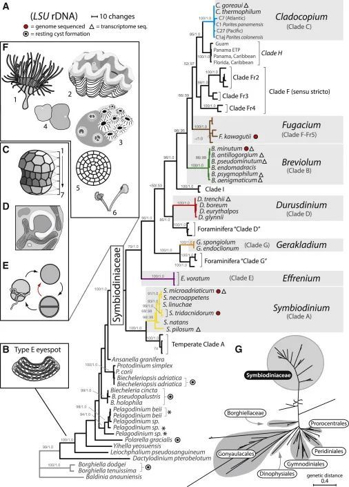 珊瑚如何选择“高质量”虫黄藻？_腾讯新闻