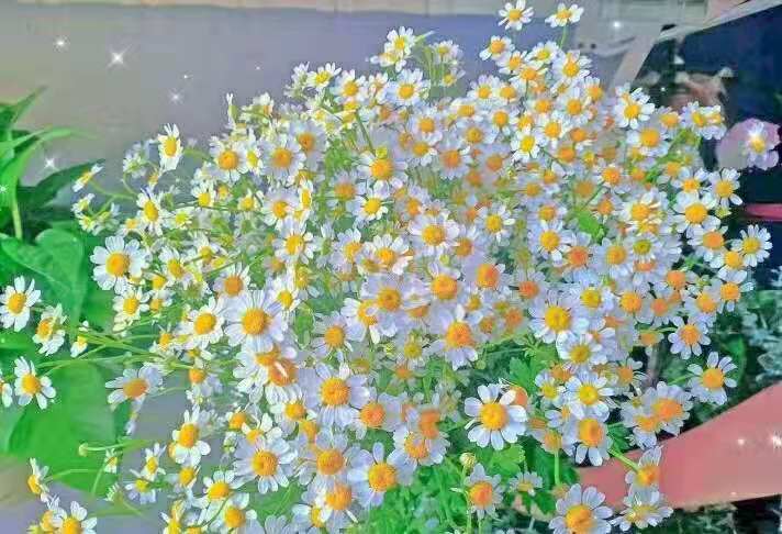 ins小花壁纸-千图网