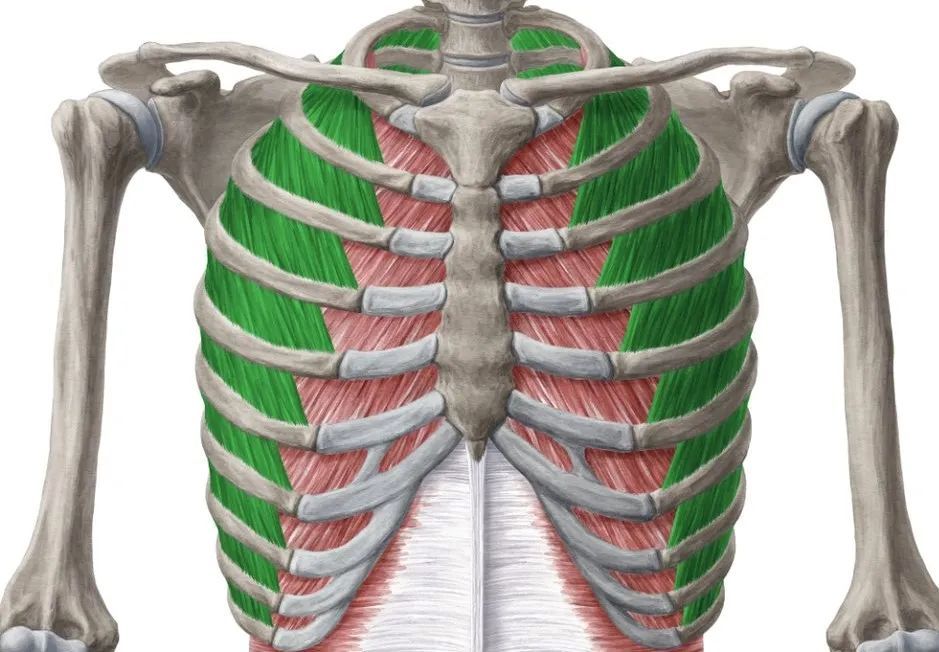 参与呼吸的肌肉都有哪些_腾讯新闻