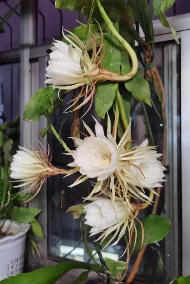 海岛寻梦｜昙花一现，又是那美好的一瞬间_腾讯新闻