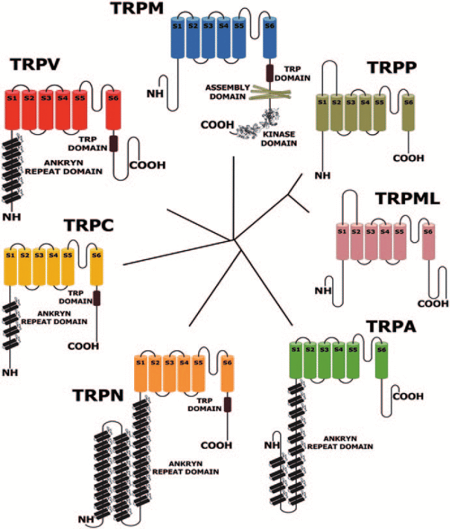 解读丨“发现温度和触觉的受体”——2021年诺贝尔生理学或医学奖揭晓_腾讯新闻