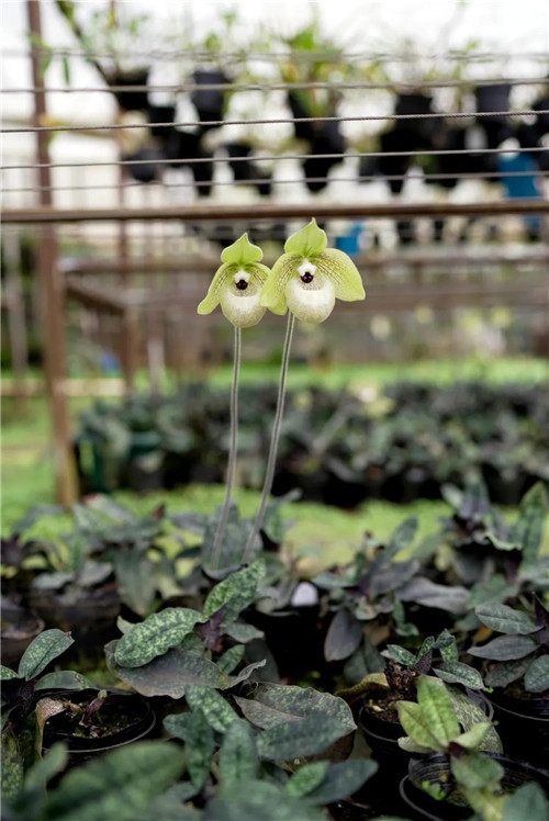 COP15昆明生物多样性保护民间实践｜滇池西岸的兰花“王国”_腾讯新闻