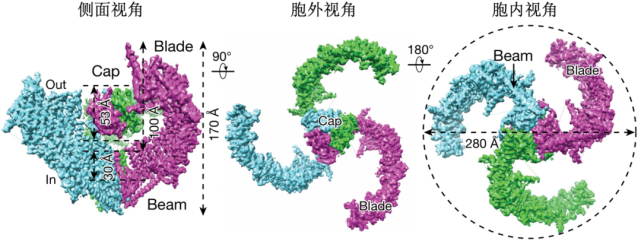 诺奖青睐的触觉研究是怎么做出来的？｜Piezo封神之路_腾讯新闻