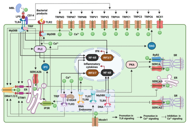 孔凡运/汤仁仙/郑春福在IJBM发表钙离子通路与模式识别受体信号通路相互作用最新研究进展的综述_腾讯新闻
