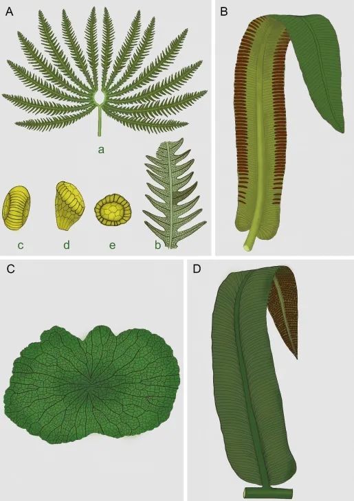 研究揭示三叠纪末真蕨植物如何响应生物大灭绝_腾讯新闻