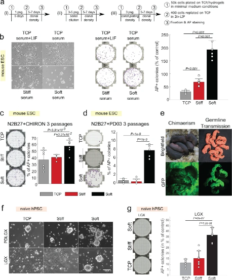 《自然·通讯》剑桥大学：StemBond 水凝胶控制多能干细胞的机械微环境_腾讯新闻