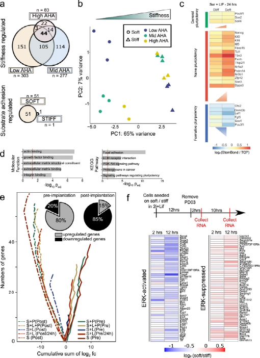 《自然·通讯》剑桥大学：StemBond 水凝胶控制多能干细胞的机械微环境_腾讯新闻