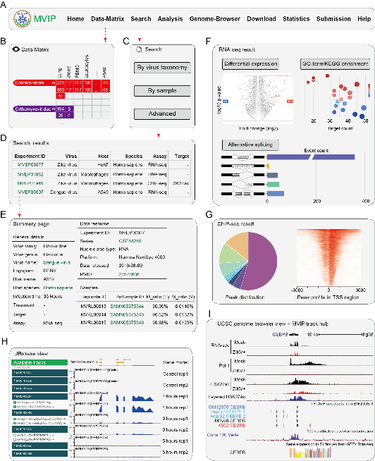 Nucleic Acids Res｜周宇研究组构建病毒感染的多组学数据库-MVIP_腾讯新闻