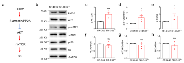 Nature子刊：华东师范大学殷东敏教授揭示多巴胺受体调控突触修剪_腾讯新闻