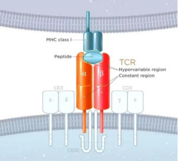 一文读懂，CAR-T疗法与TCR-T疗法的区别_腾讯新闻