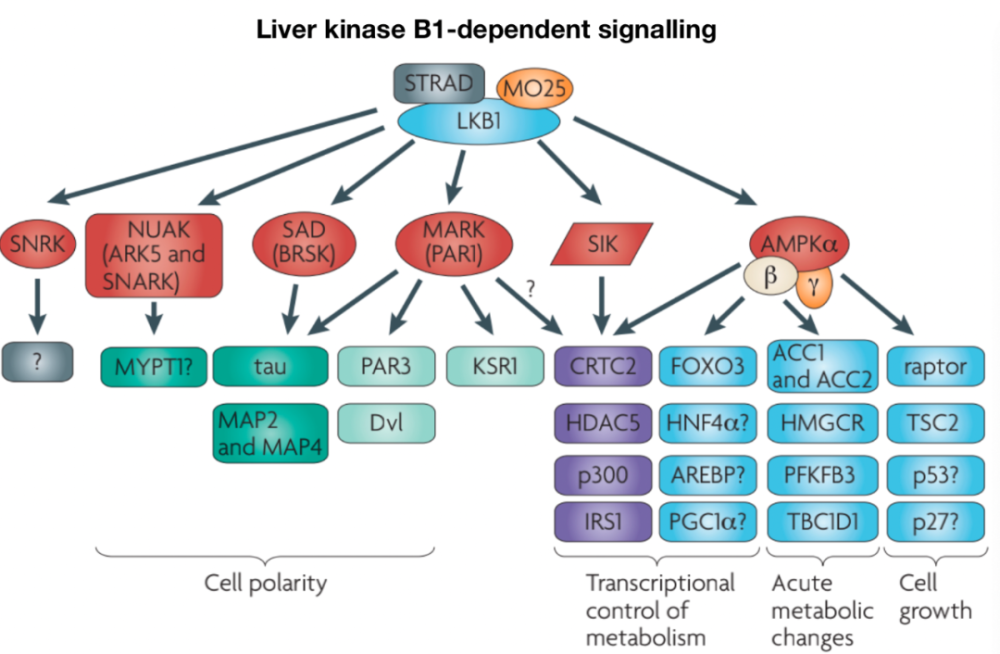 综述｜各类免疫代谢信号通路介绍_腾讯新闻