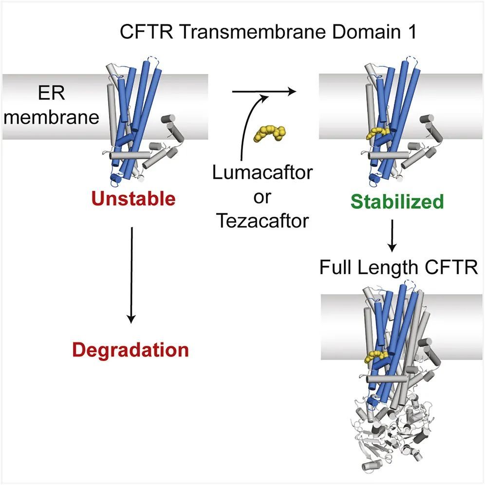 《细胞》：针对错误折叠的蛋白质，华人科学家破解药物起效的原理_腾讯新闻