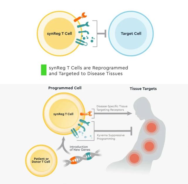 速递｜CAR-T和CAR-Treg疗法治疗自身免疫性疾病，新锐获8500万美元助力_腾讯新闻