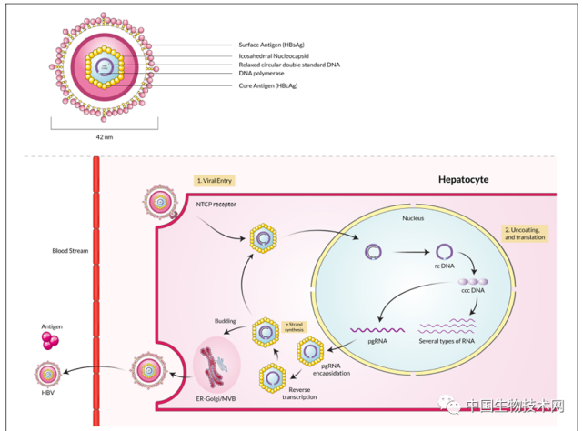 郑春福教授发表HIV-HBV，HIV-HCV，HBV-HCV共感染的最新研究进展_腾讯新闻