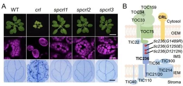 研究揭示一个连接叶绿体和植物细胞死亡的新的易位子相关组分_腾讯新闻