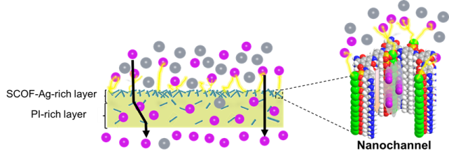 Michael D.Guiver教授/姜忠义教授/尹燕教授CEJ观点：限域传质机制指导大孔分离小分子_腾讯新闻