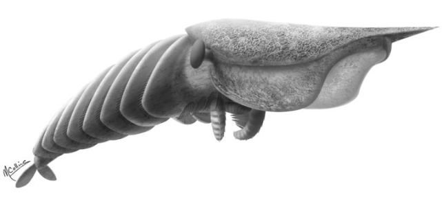 寒武纪众生相，世界上存在过的那些奇特的古生物_腾讯新闻