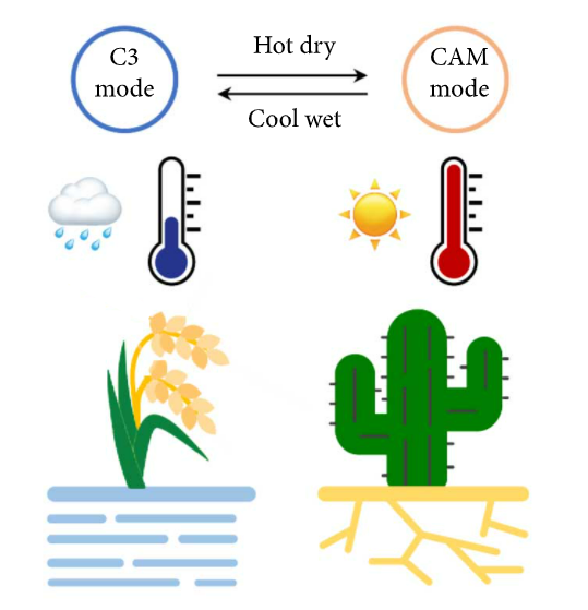 改写C3植物光合作用代谢途径，内华达大学团队让大豆开启“沙漠生存模式”，未来或应用于C4植物_腾讯新闻