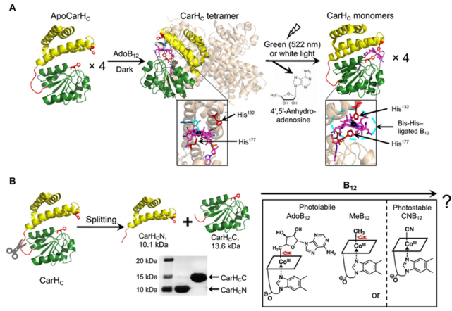 港科大孙飞Science子刊：基于光感受器蛋白的力学可调光响应水凝胶_腾讯新闻