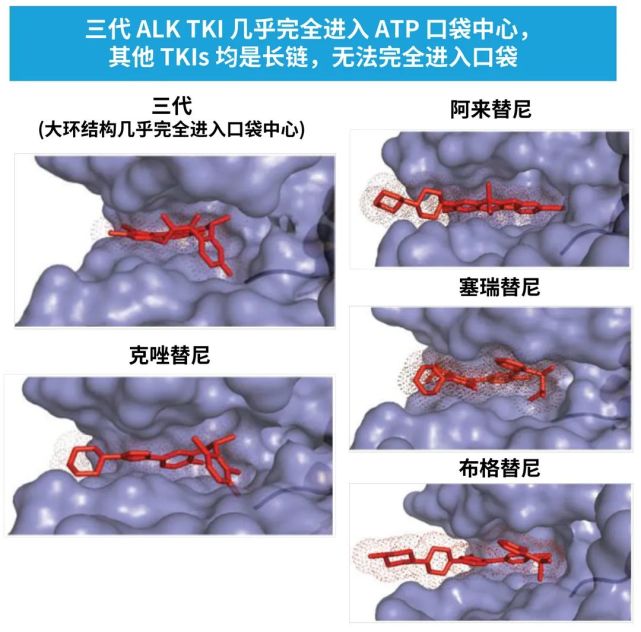 深入剖析｜为什么三代 ALK TKI 的抗肿瘤优势更强？_腾讯新闻