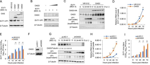 EV71通过3C蛋白酶切割宿主抗病毒因子OAS3以促进病毒复制_腾讯新闻